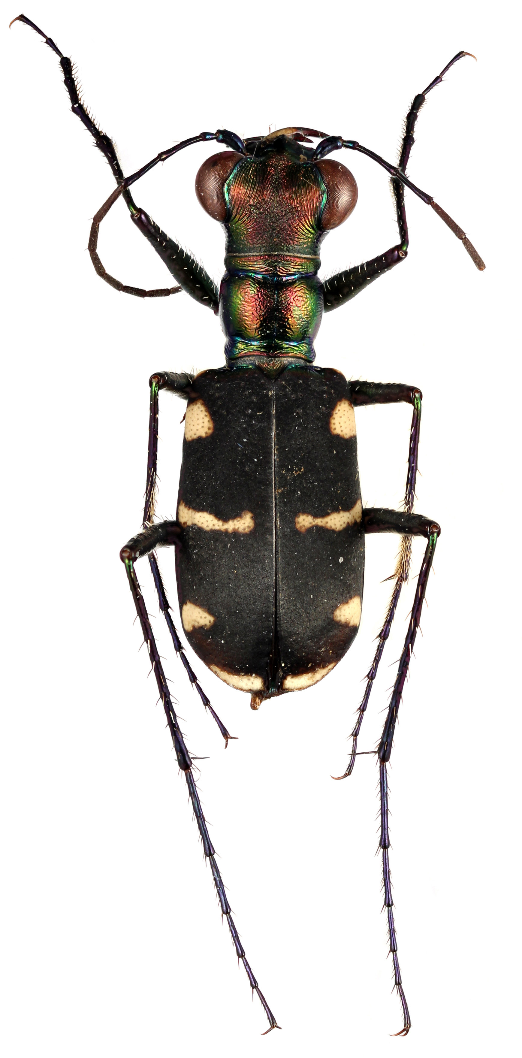 Tiger Beetle | Project Noah